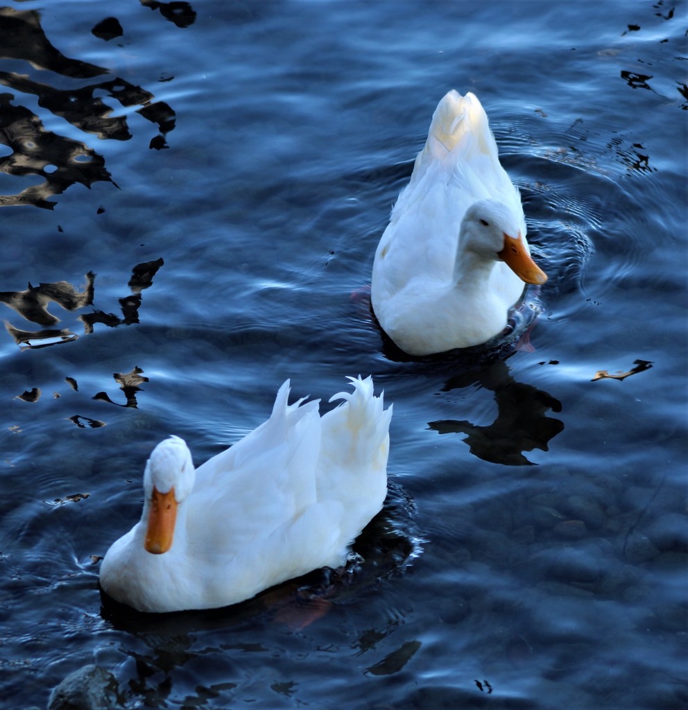Domestic Mallard from Scripps Ranch, San Diego, CA, USA on November 11 ...