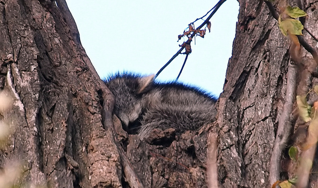 Common Raccoon from Dallas, TX, USA Reinhart branch on November 14 ...