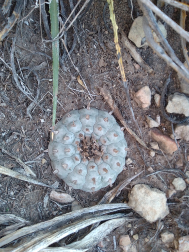 Peyote in November 2021 by Roberto · iNaturalist