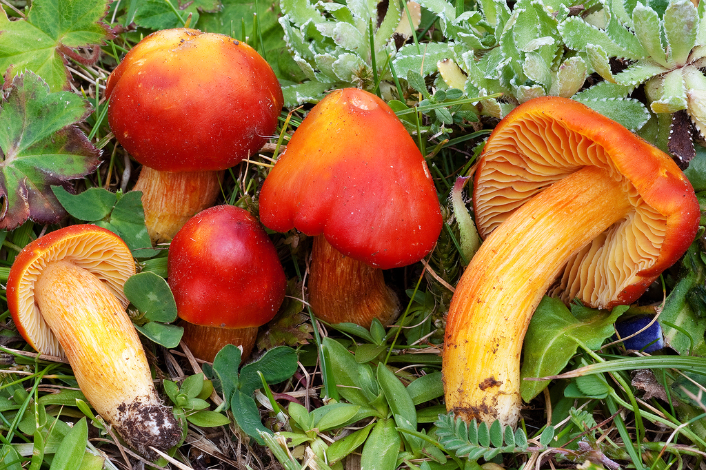 Crimson Waxcap (Encyclopedia of North American Mushrooms pt. 2 ...