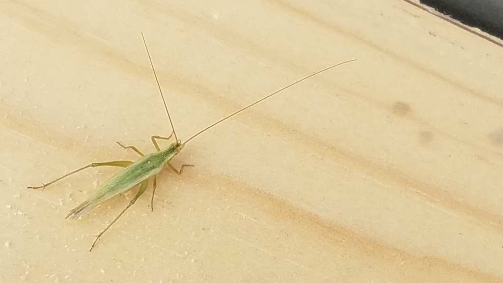 Common Tree Crickets from Lincoln, NE 68516, USA on November 01, 2021 ...