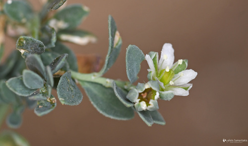 Subspecies Telephium imperati pauciflorum · iNaturalist