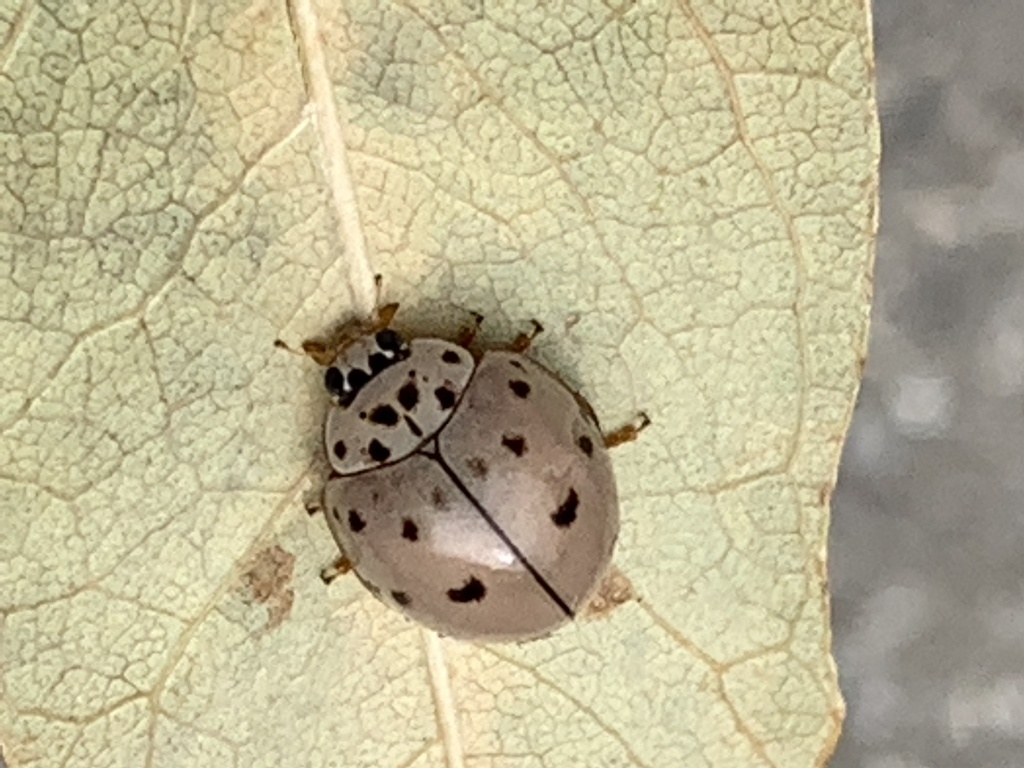 Ashy Gray Lady Beetle in November 2021 by toddvolkening · iNaturalist