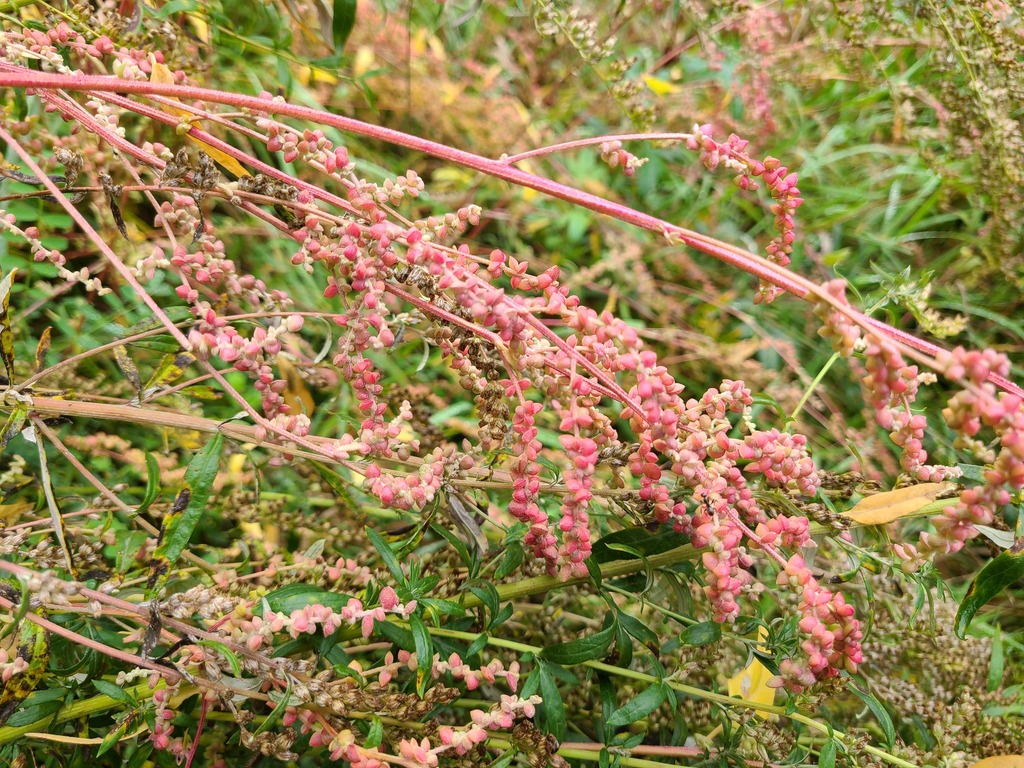 Russian atriplex from Mississauga, ON, Canada on October 5, 2021 at 12: ...