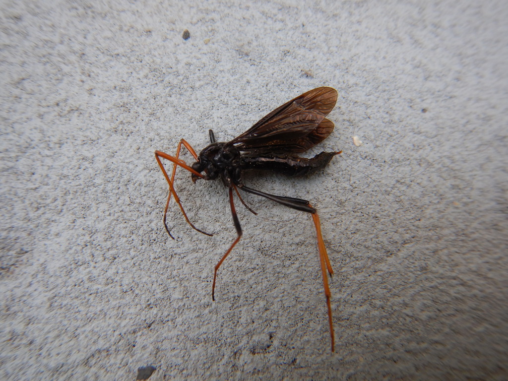 Ctenophora apicata from Thunder Bay, ON, Canada on July 5, 2021 at 12: ...