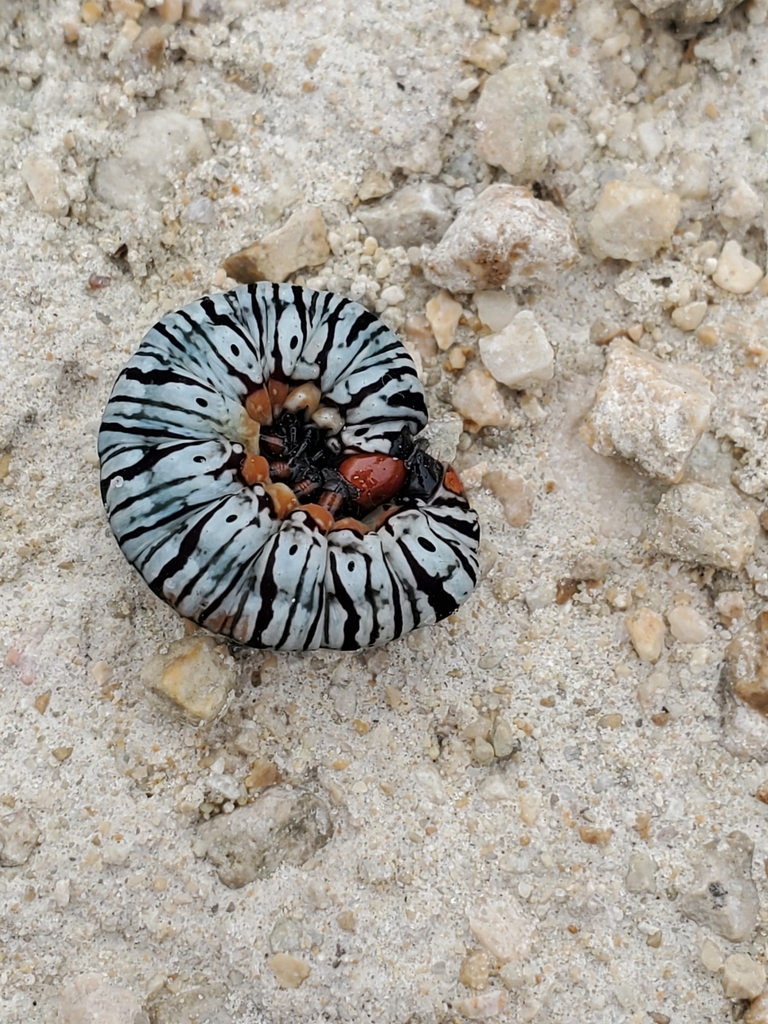 Hieroglyphic Moth from Jerome, FL 34141, USA on November 12, 2021 at 10 ...