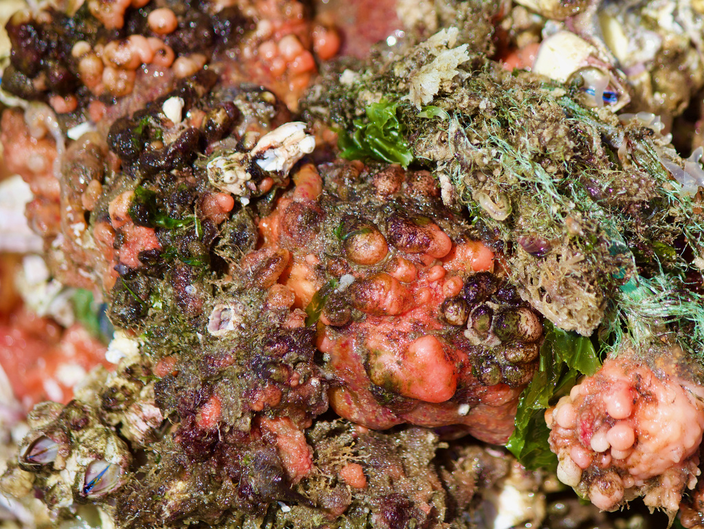 Pyura chilensis from Bahía Coquimbo, Coquimbo, CL on November 12, 2021 ...