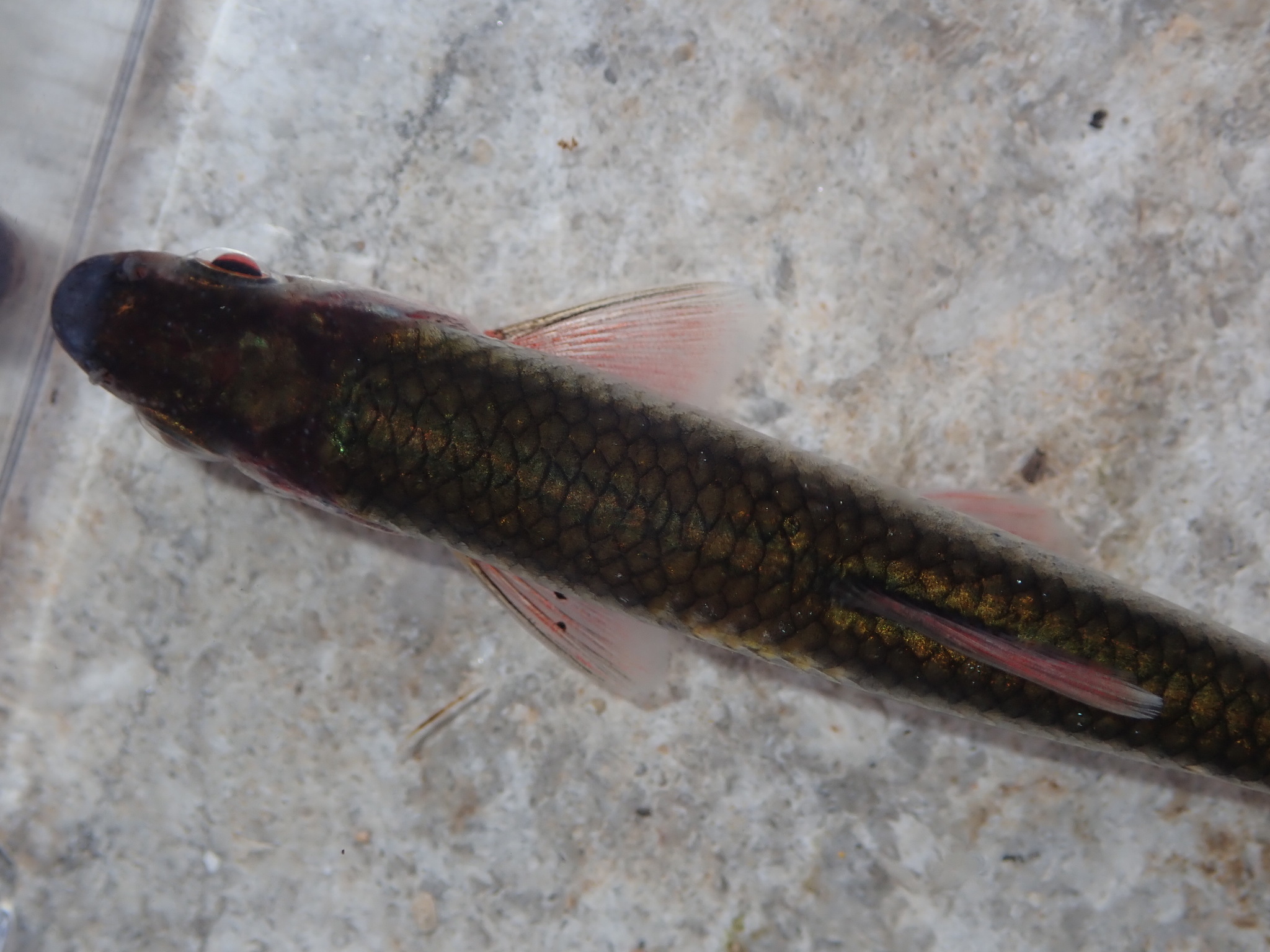 Luxilus cardinalis (Mayden, 1988)