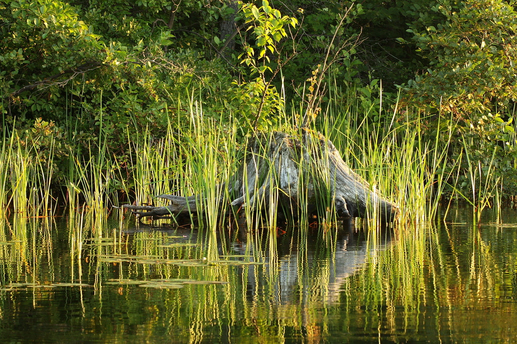 Cattails from Simcoe County, ON, Canada on July 17, 2011 at 06:35 AM by ...