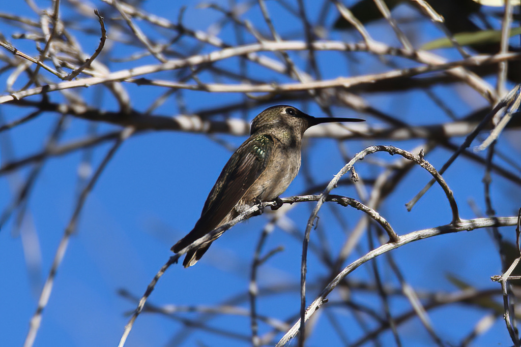 Anna's Hummingbird from Gene C. Reid Park, Tucson, AZ, US on November ...