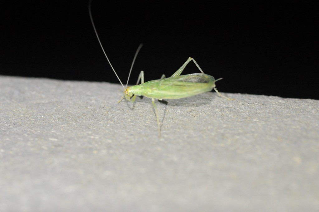 Common Tree Crickets from California Polytechnic State University on ...