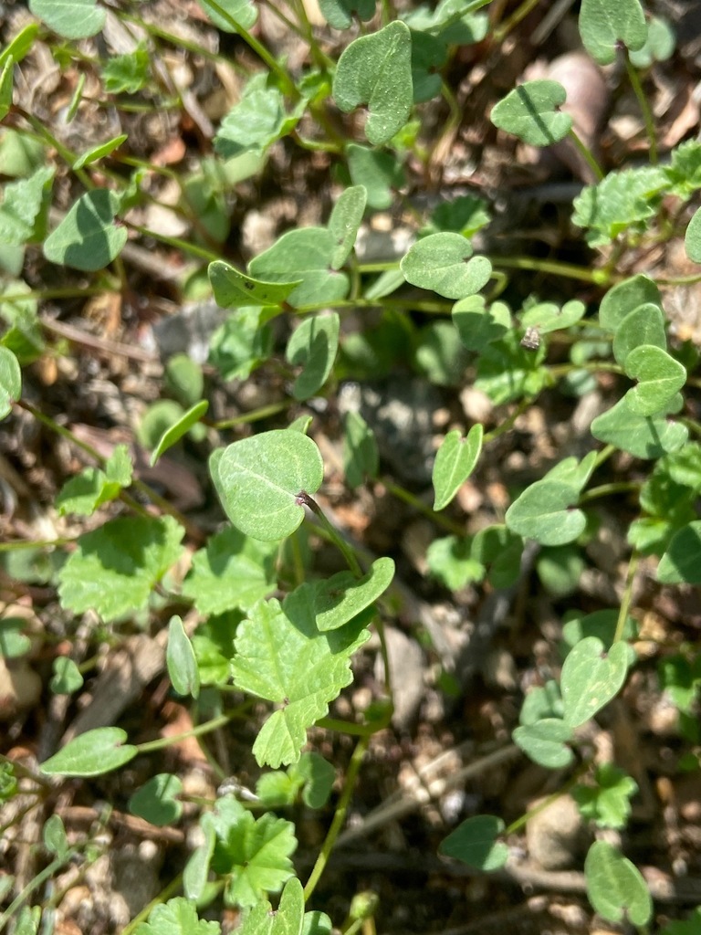 cheeseweed mallow in November 2021 by William Mason · iNaturalist