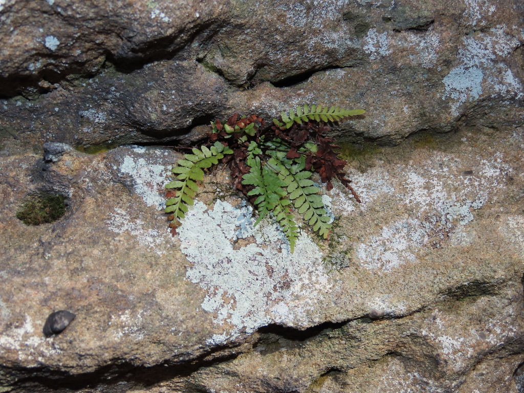 Bradley's spleenwort in November 2021 by Chuck Cantley · iNaturalist