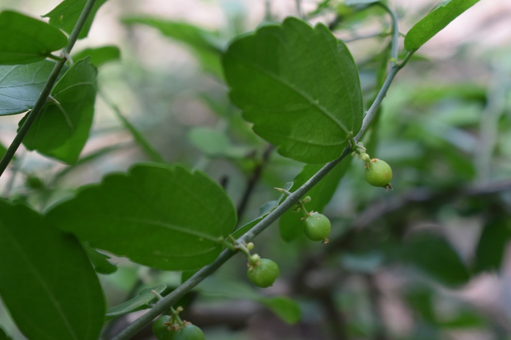 spiny hackberry from Vera, Santa Fe, Argentina on November 10, 2021 at ...