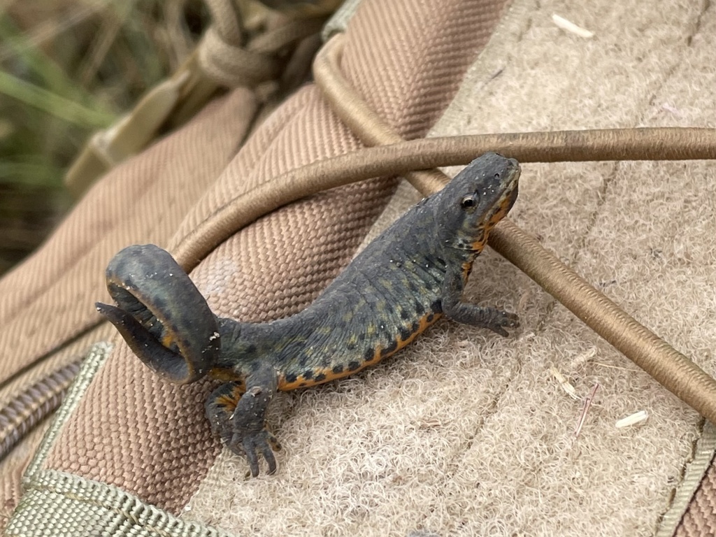 Black-spotted Newt in November 2021 by Drew R. Davis, Ph.D. · iNaturalist
