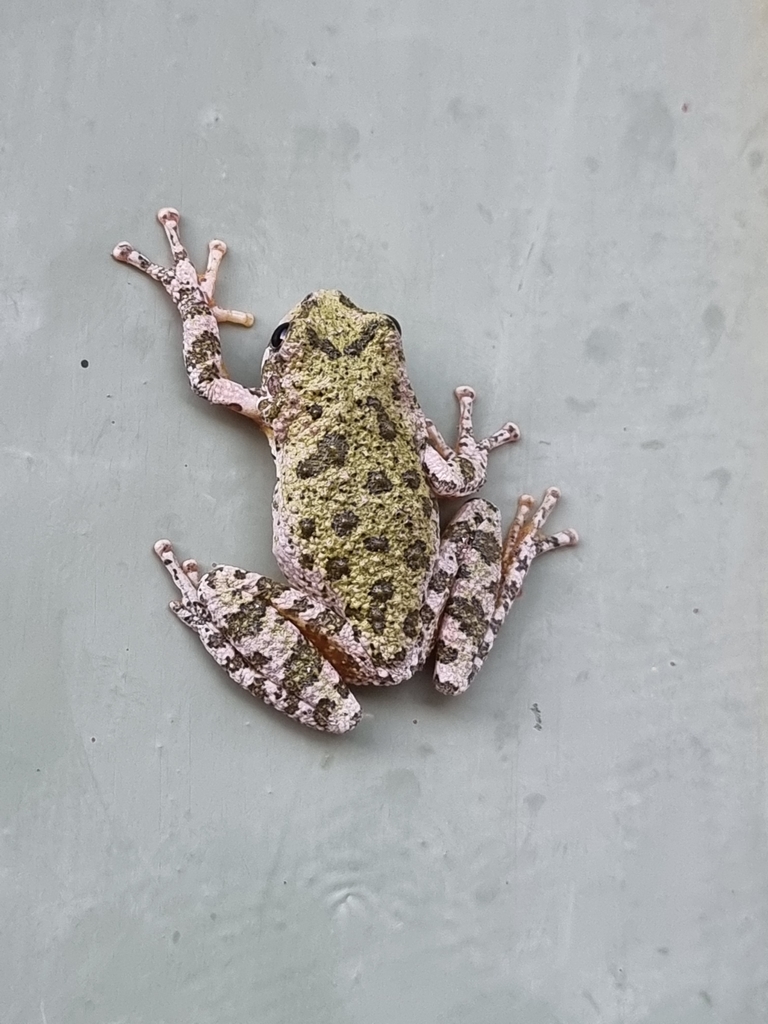 Canyon Tree Frog from 42412 Hgo., México on November 12, 2021 at 05:54 ...