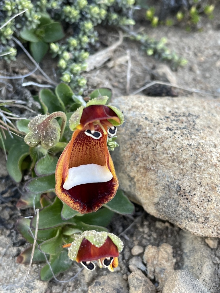 Darwin's Slipper from Lago Argentino, El Calafate, Santa Cruz, AR on ...