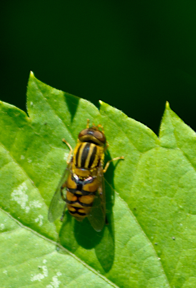 Bog Flies from Gander Mt. FP, Lake County, IL, USA on June 13, 2014 at ...