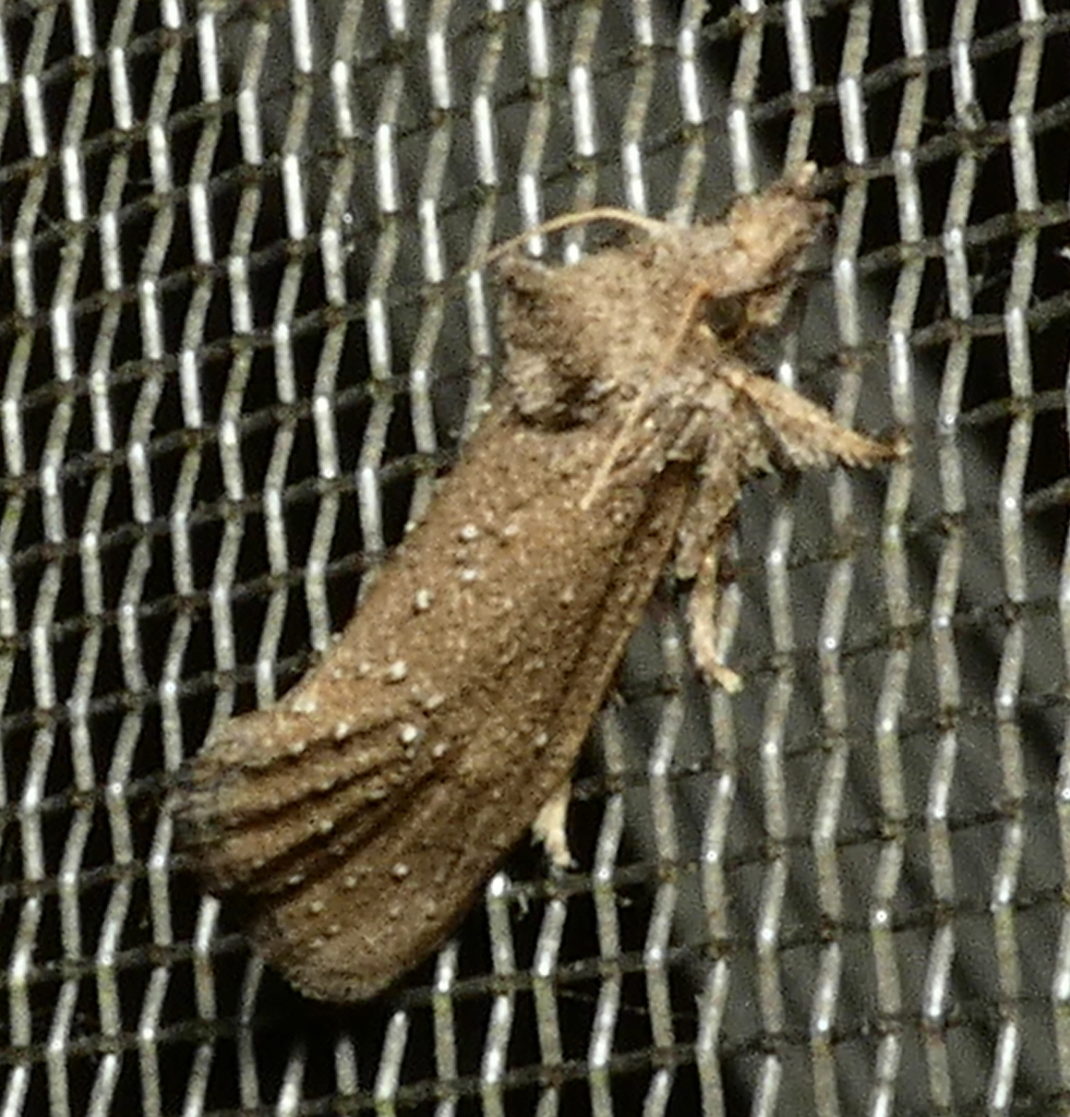 Grass Tubeworm Moths from Zona rural de Paudalho - Pernambuco on ...