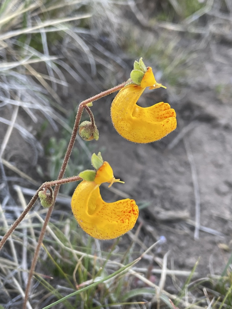 Calceolaria uniflora × polyrhiza from Lago Argentino, El Calafate ...
