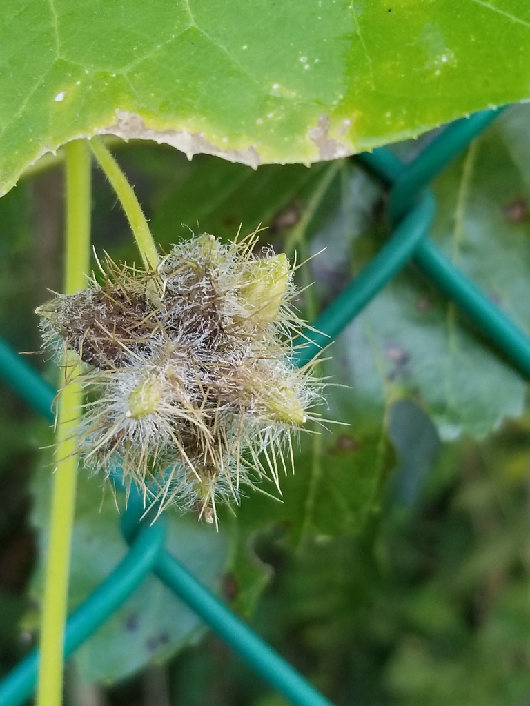 Bur-cucumber from Washington County, MD, USA on October 03, 2021 at 09: ...