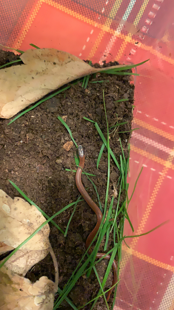 Sharp-tailed Snake from Oakhurst on November 12, 2021 at 05:20 PM by ...