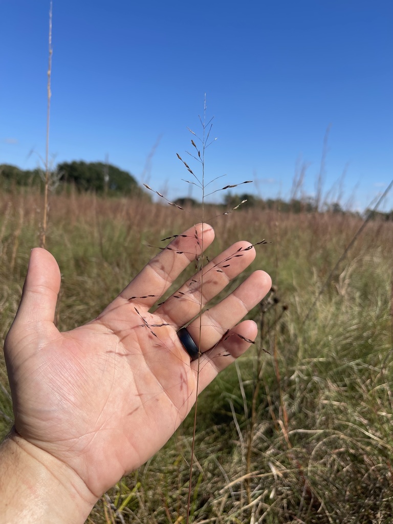 Silveus' Dropseed in November 2021 by Jake Smith · iNaturalist