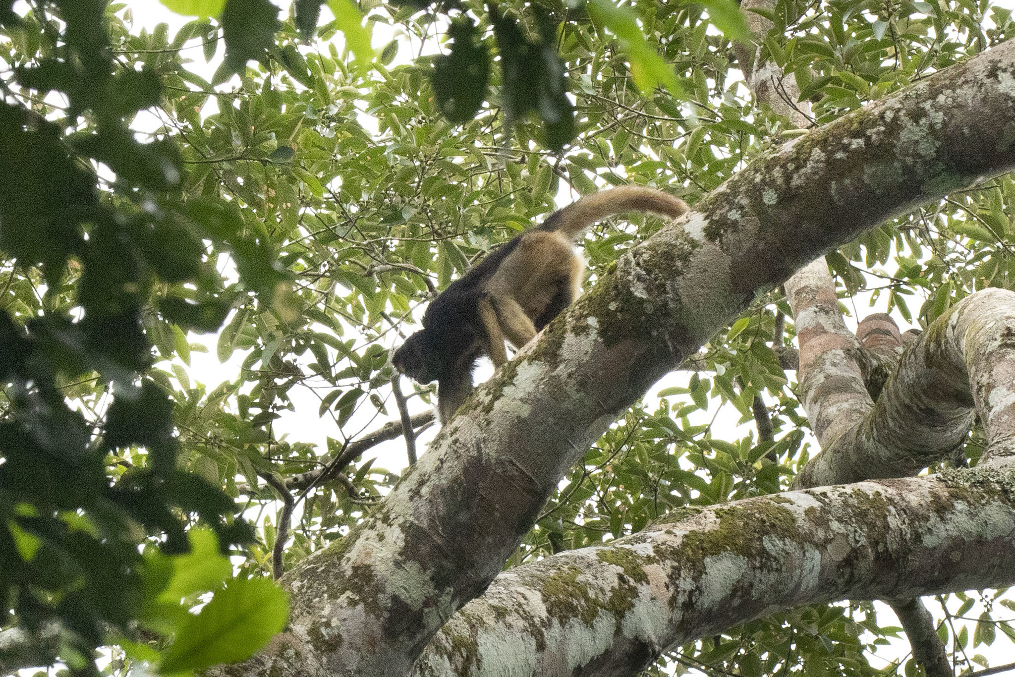 Ateles belzebuth É.Geoffroy Saint-Hilaire, 1806