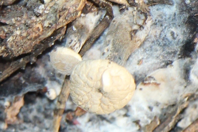 Powder Cap from Somerset County, MD, USA on October 18, 2021 at 01:21 ...