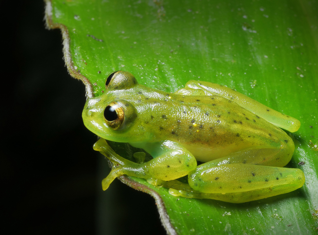 Emerald Glass Frog from Nanegal, Ecuador on May 29, 2019 at 08:51 PM by ...