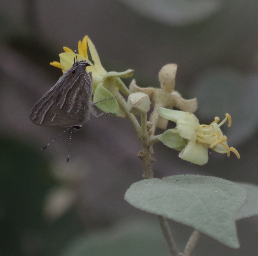 Daraba Desert Groundstreak from Puerto Lopez, Ecuador on October 31 ...