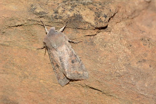 Orthosia picata · iNaturalist