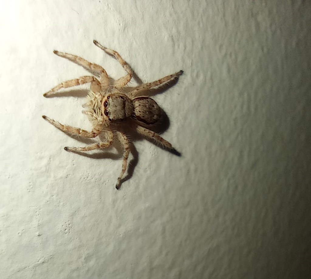 Gray Wall Jumping Spider from Cra. 92 #45112, Cali, Valle del Cauca ...