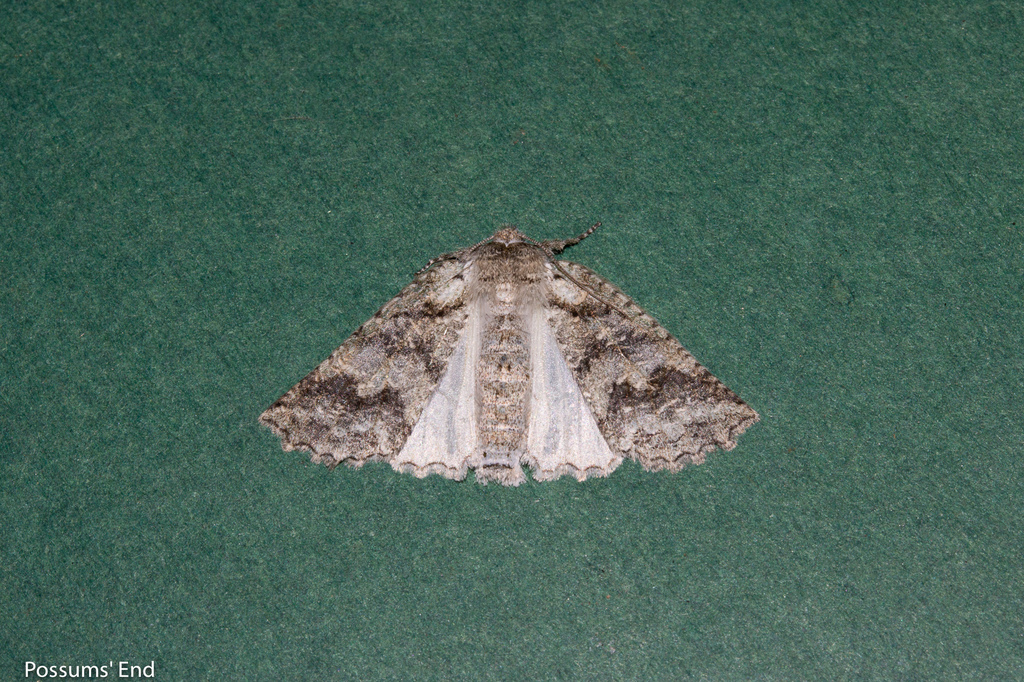 Declana niveata from Portobello, Dunedin, New Zealand on November 12 ...