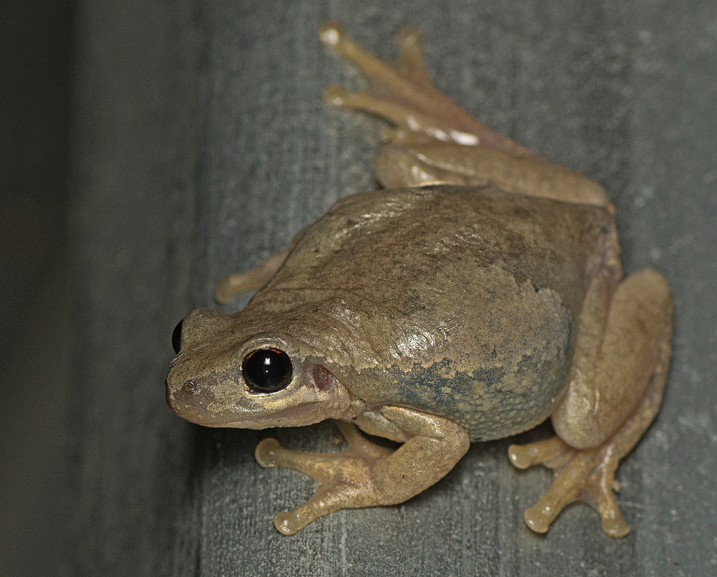 Slender bleating tree frog from Samsonvale QLD 4520, Australia on ...