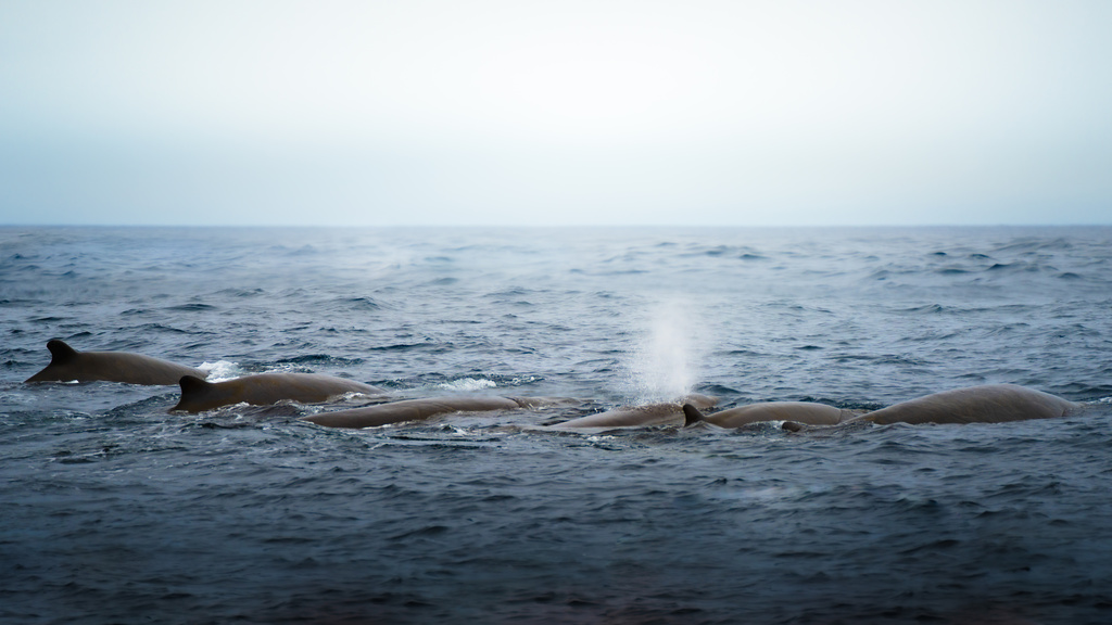Baird's Beaked Whale from North Pacific Ocean on June 23, 2021 at 11:39 ...