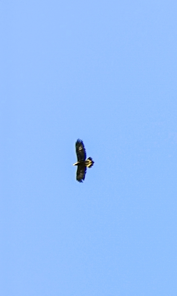 Golden Eagle in November 2021 by Sergio Castañeda · iNaturalist