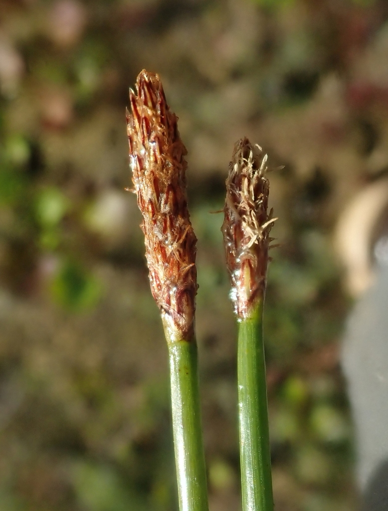 Common Spike-rush from Valdez-Cordova, AK, USA on August 30, 2021 at 04 ...
