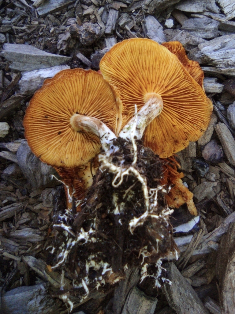 rustgills and gyms in October 2021 by Elle. From bark chip, 3-4cm cap ...