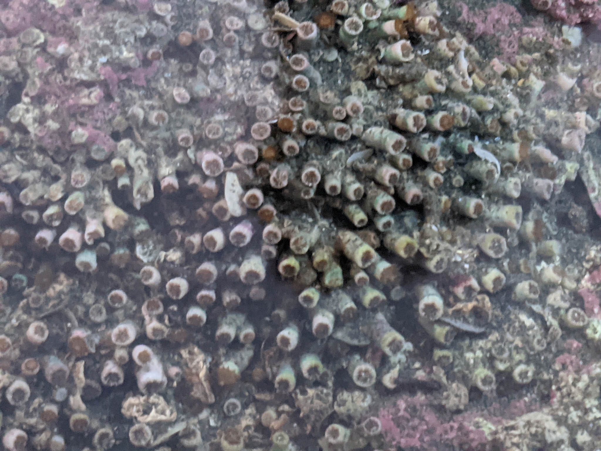 Polycyathus Duncan, 1876