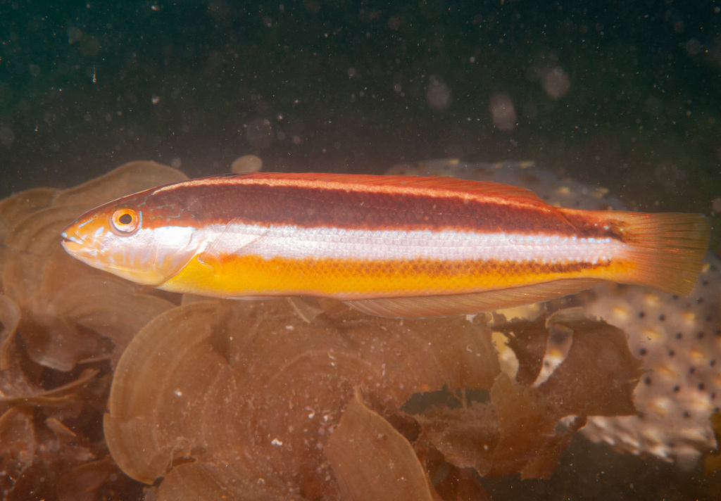 Southern Maori Wrasse (Fishes of Chowder Bay, Sydney, Australia ...