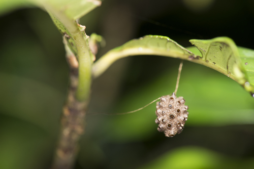 Meteorus stellatus · iNaturalist