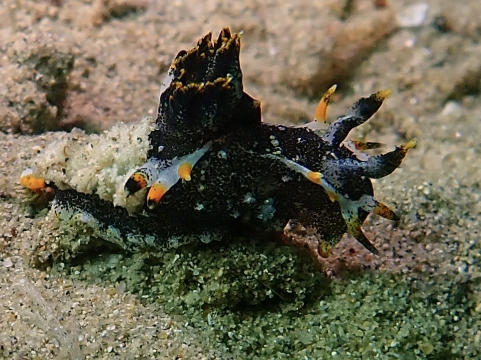 Hedgpeth's Dorid from Port Phillip Bay, VIC, AU on November 13, 2021 at ...