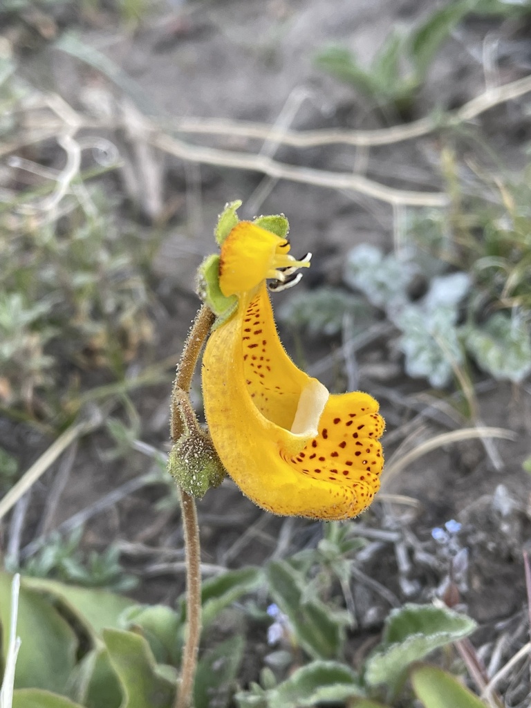 (Calceolaria uniflora × polyrhiza) - Botanical Realm