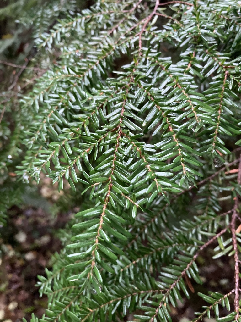western hemlock from The Mount Baker-Snoqualmie National Forest ...