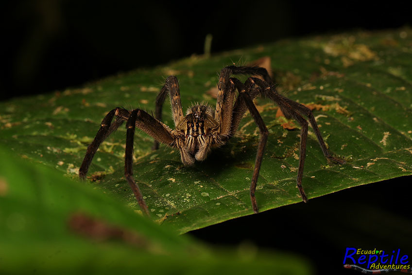 Wolf Spiders and Allies from El Oro, Ecuador on June 23, 2020 at 11:15 ...