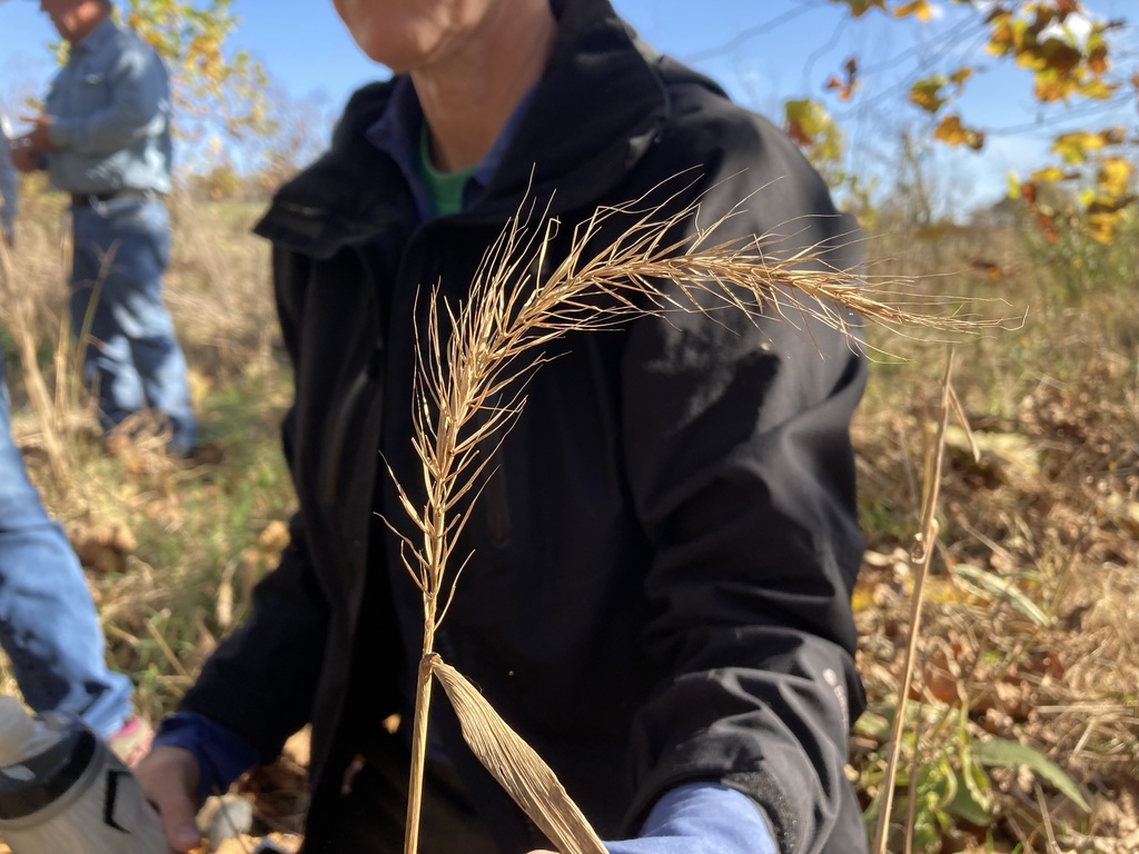 river wild rye from Logan Rd, Siloam Springs, AR, US on November 11 ...