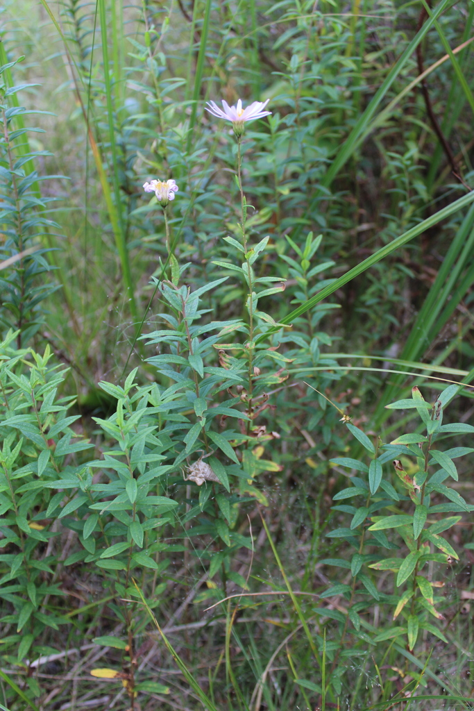 bog aster from Piscataquis County, ME, USA on August 12, 2021 at 04:44 ...
