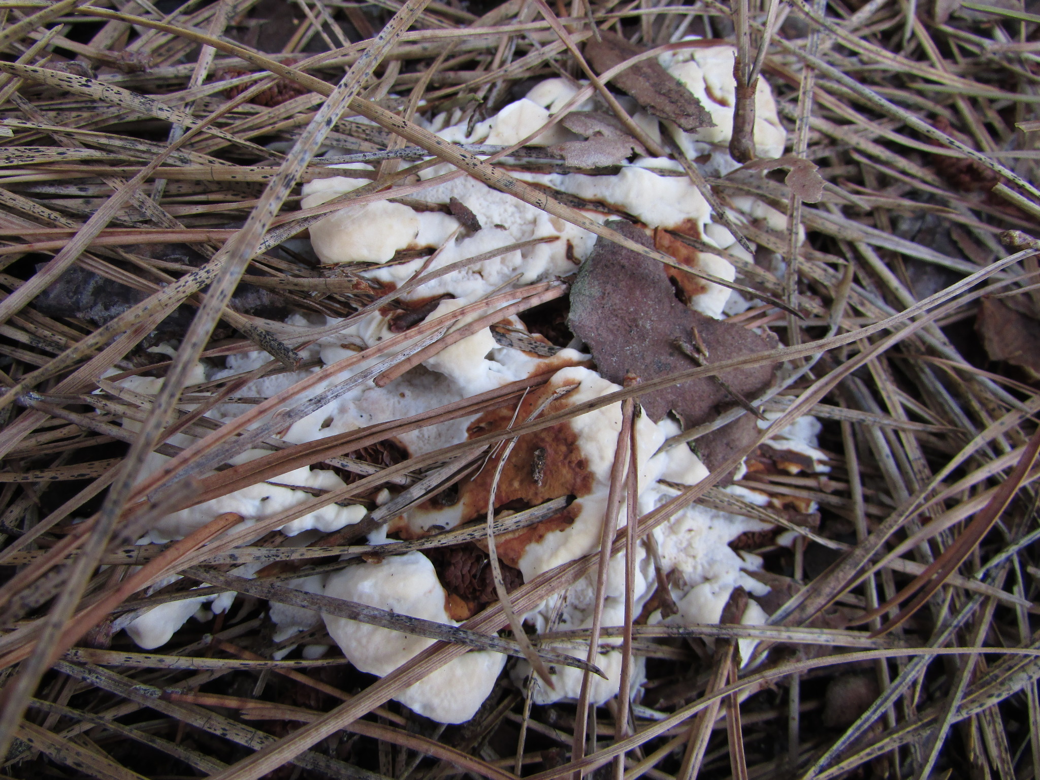 Heterobasidion irregulare Garbel. & Otrosina