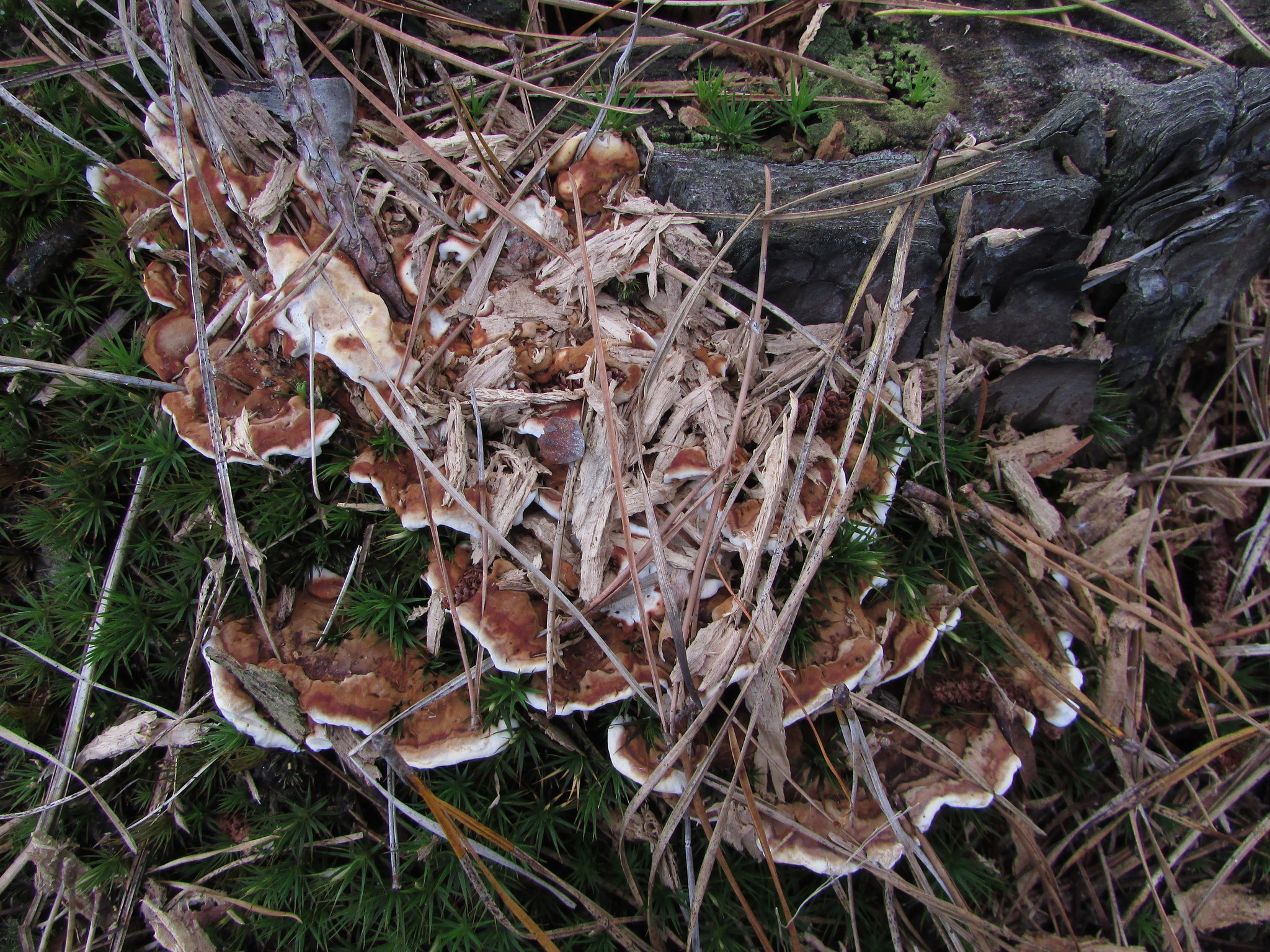 Heterobasidion irregulare Garbel. & Otrosina